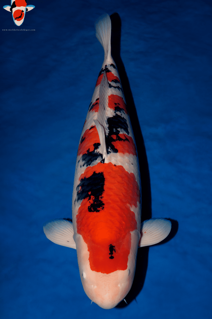 BKKS National GC - July 2022 | British Koi-Keepers Society