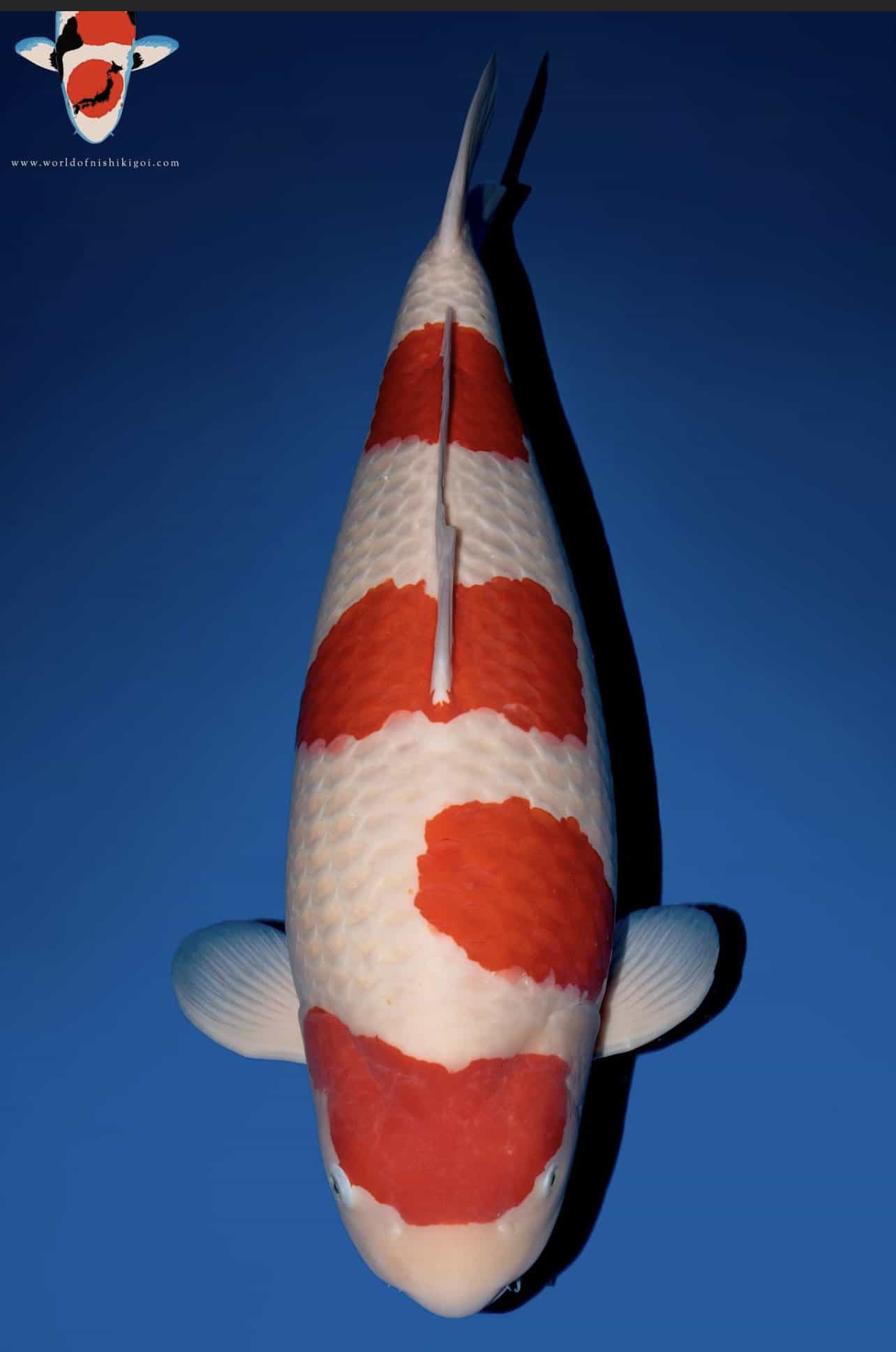Chairman's Blog - April 2023 | British Koi-Keepers Society