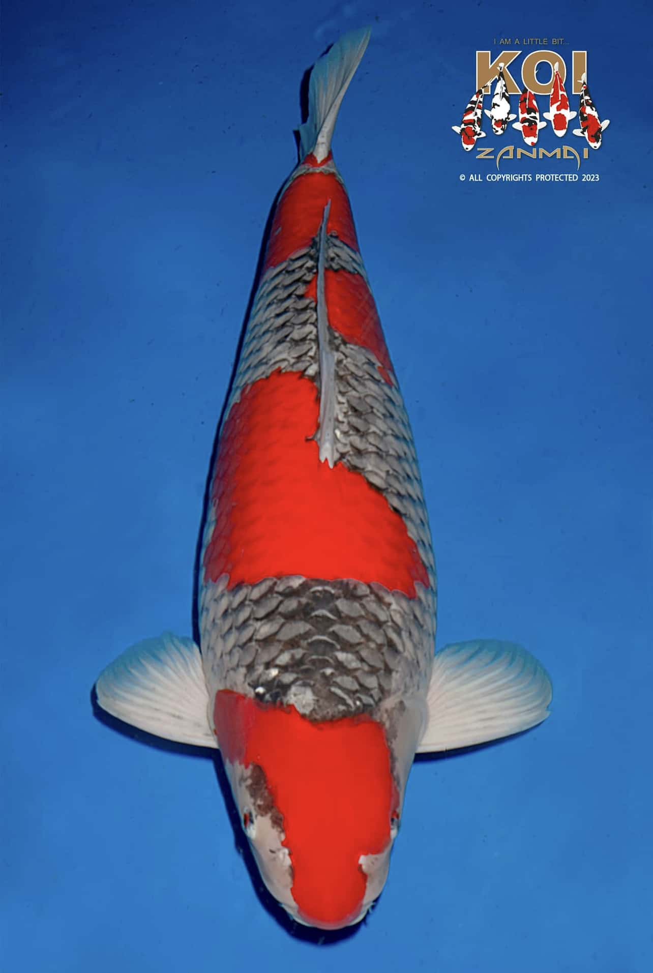 Chairman's Blog - October 2023 | British Koi-Keepers Society